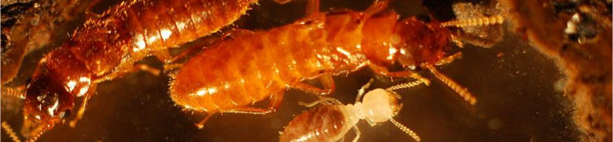 La colocation des termites célibataires – Ad Naturam