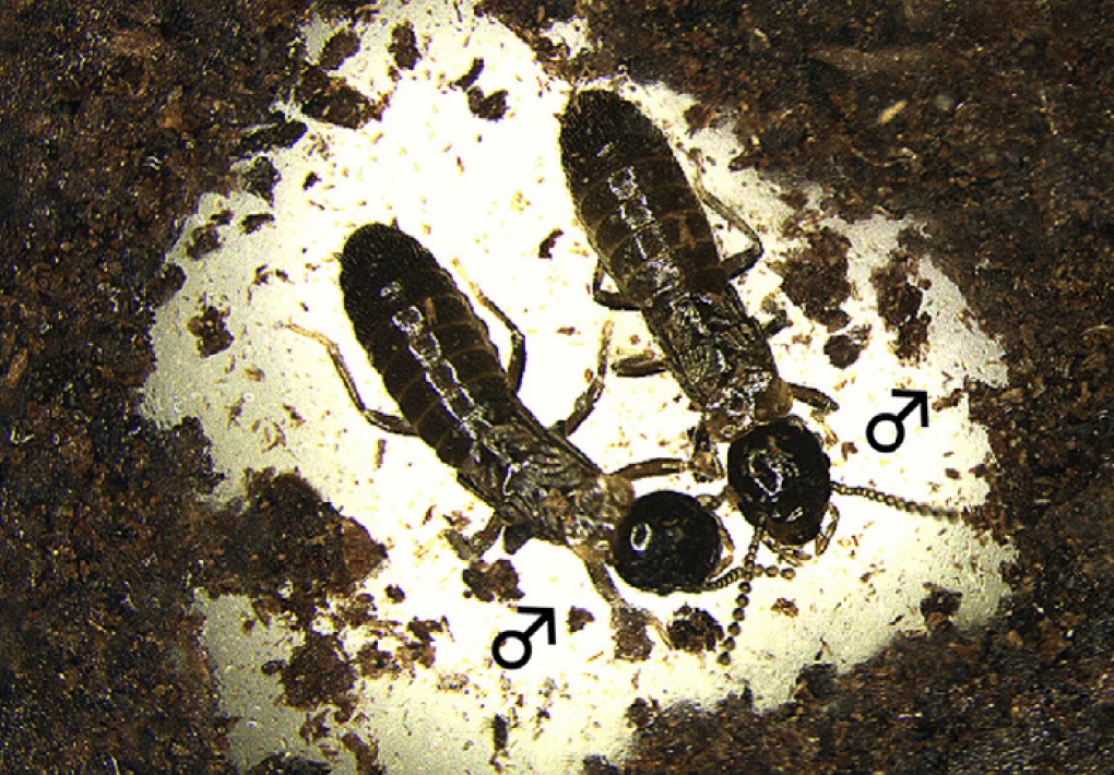 La colocation des termites célibataires – Ad Naturam